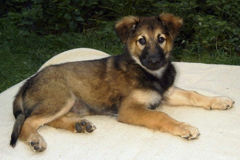 Mischlingswelpen in 12623 Berlin Hunde